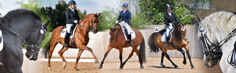 Dressage Shows | Equestrian Events