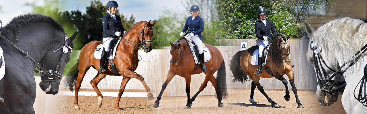 Dressage Shows | Equestrian Events