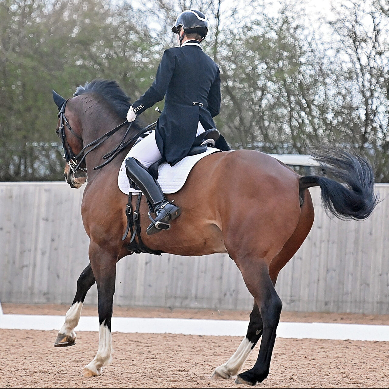 Dressage Shows | Equestrian Events